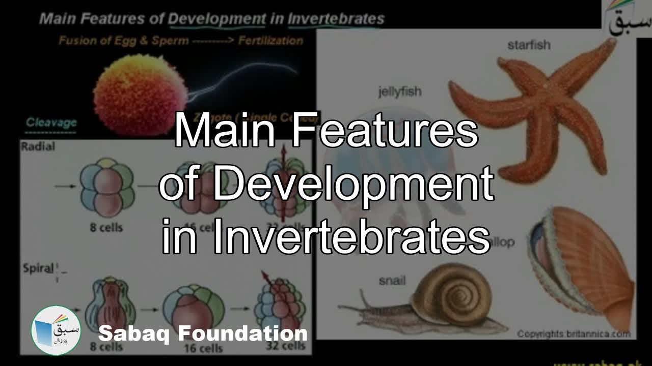 Main Features of Development in Invertebrates, Biology Lecture | Sabaq ...