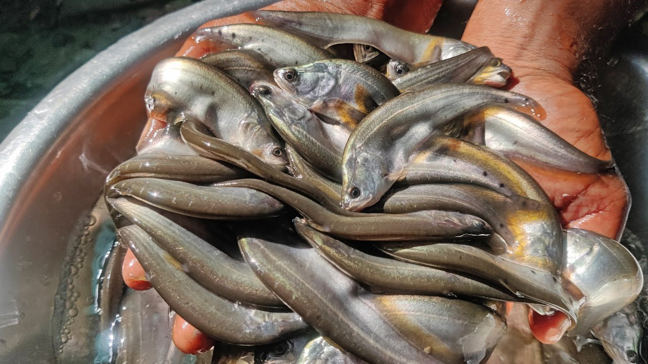 নদীর চিতল মাছের পোনা River Chitol Fish Farming In Pond - YouTube