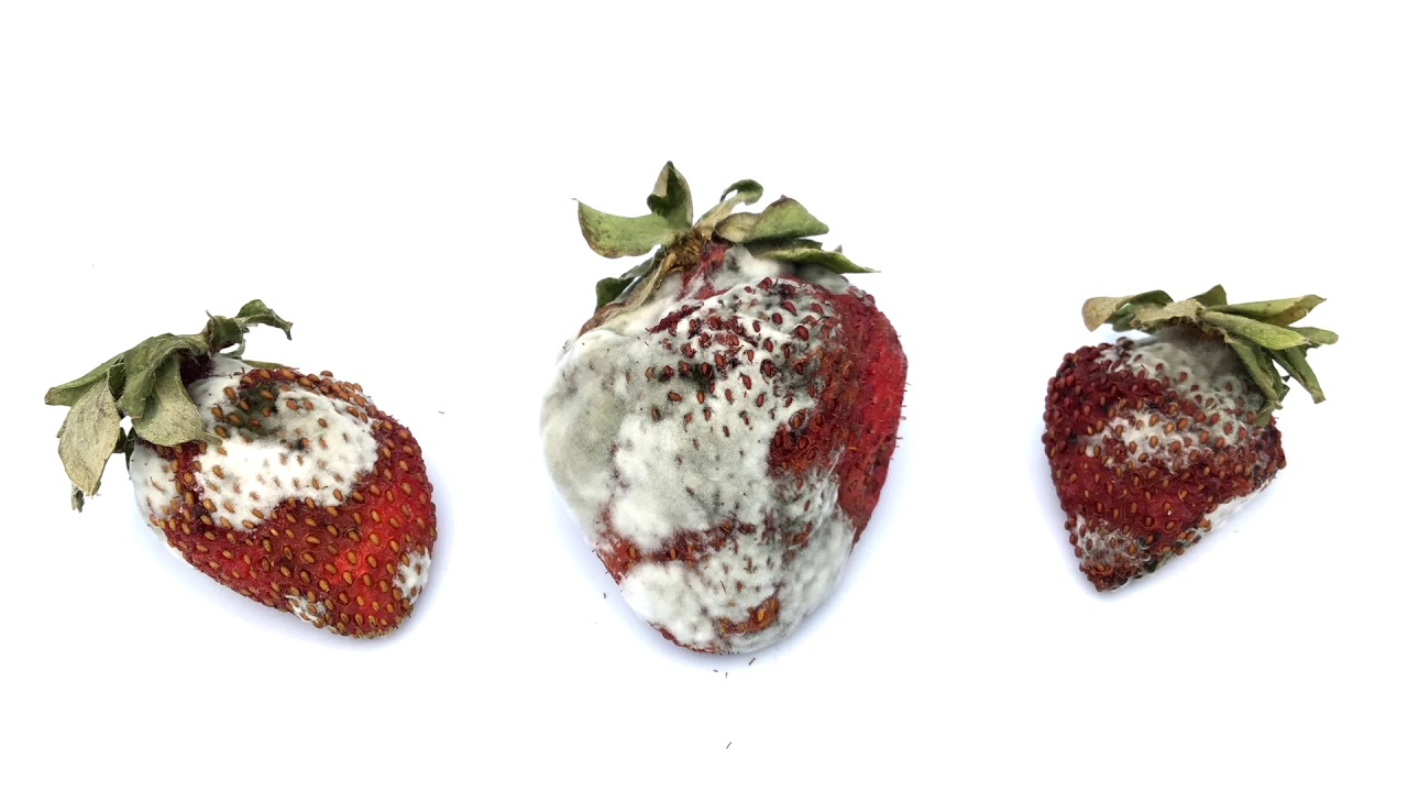 Decaying Strawberries Time Lapse - YouTube