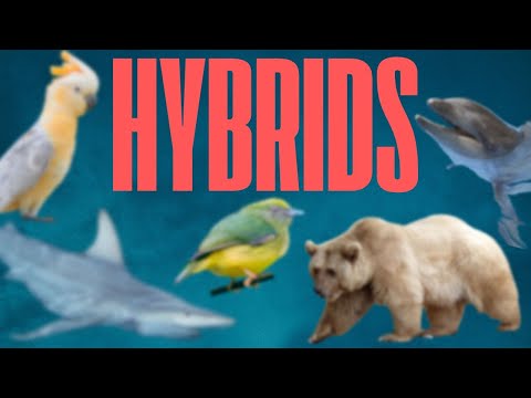 Unglaubliche Hybridtiere – Walhaie, Grolarbären, Liger und mehr