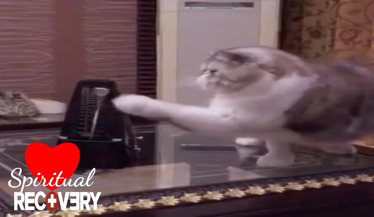 HILARIOUS CUTE CAT AND METRONOME - YouTube