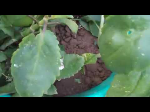 "Life With Ayurveda" : Health Benefits Of Patharchatta (Air Plant ...