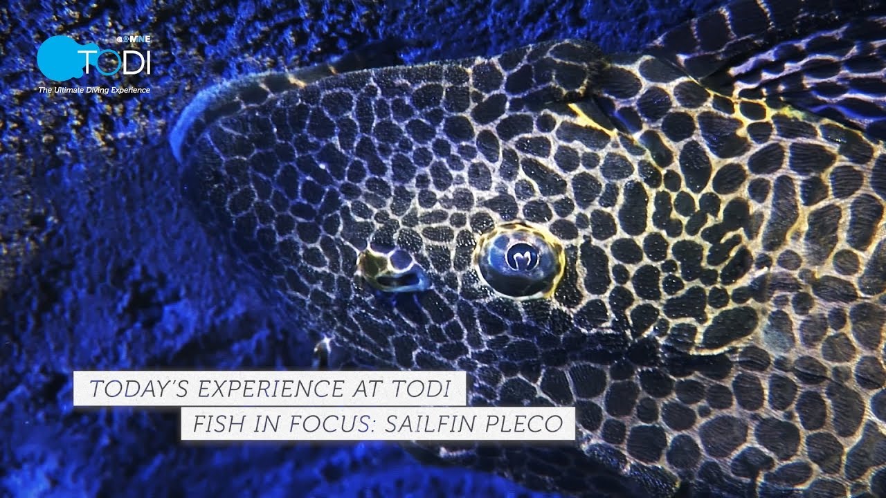 TODI TODAY - Fish in Focus - Sailfin Pleco - YouTube