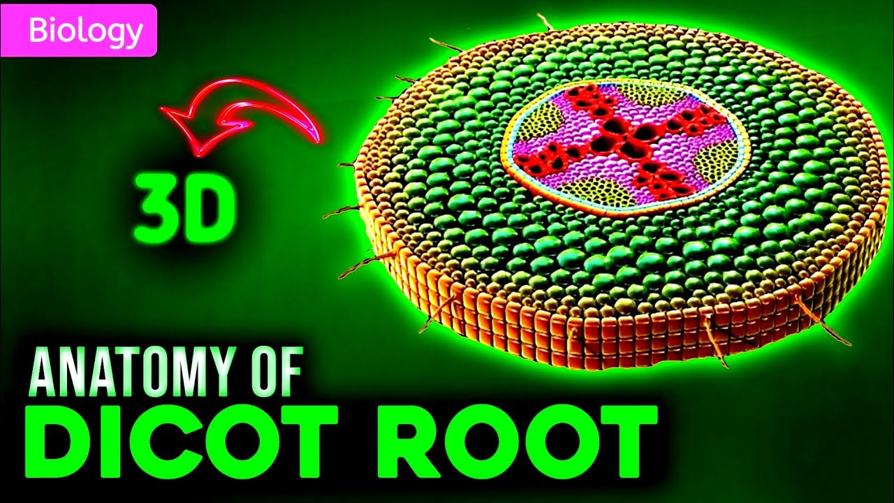 INTERNAL STRUCTURE OF DICOT ROOT || 3D ANIMATION || - YouTube