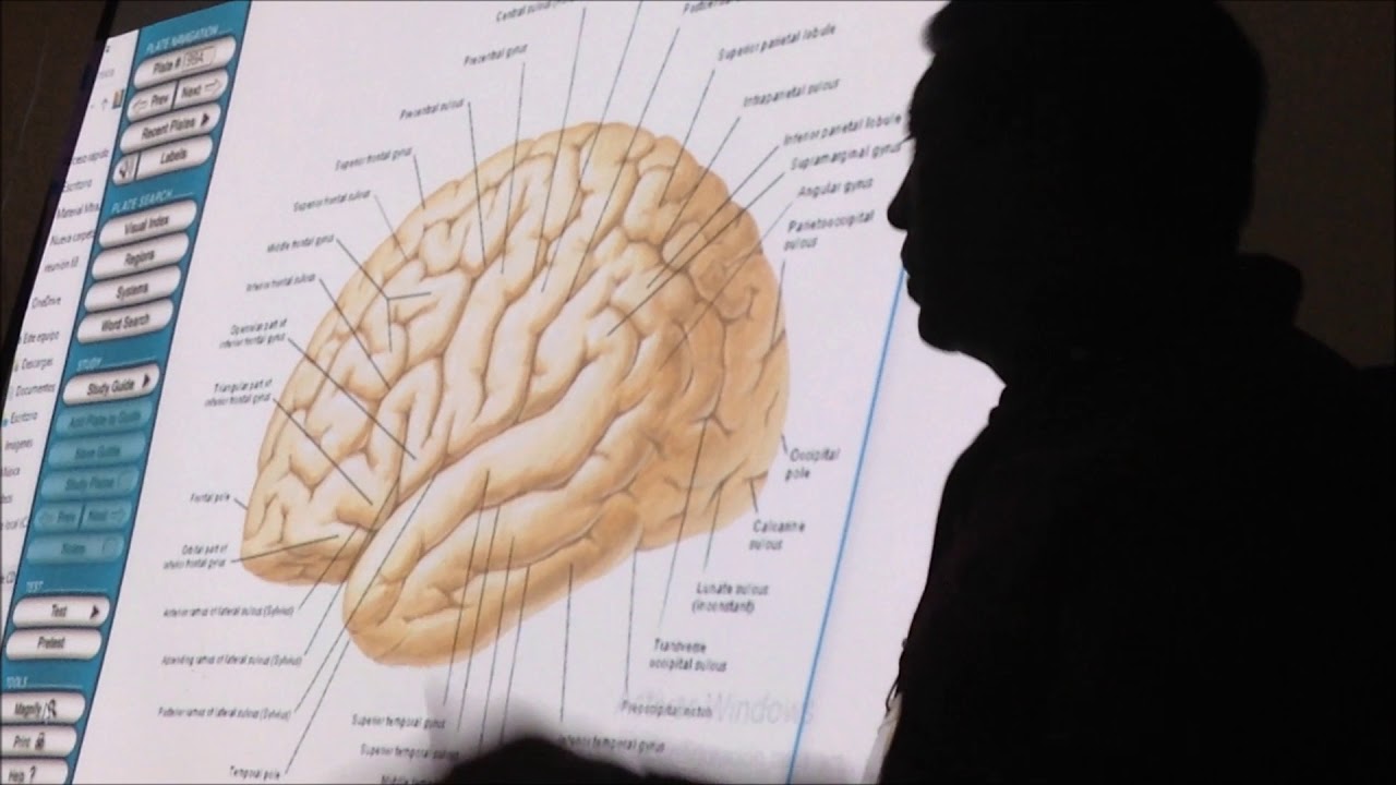 Neuroanatomia 4 - YouTube