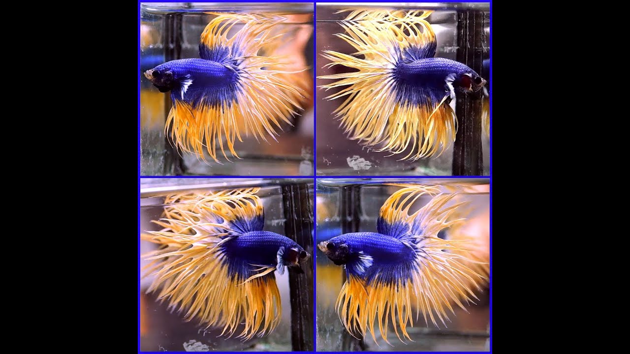Betta Fish BLUE BUMBLEBEE Crowntail CT Male P97 - YouTube