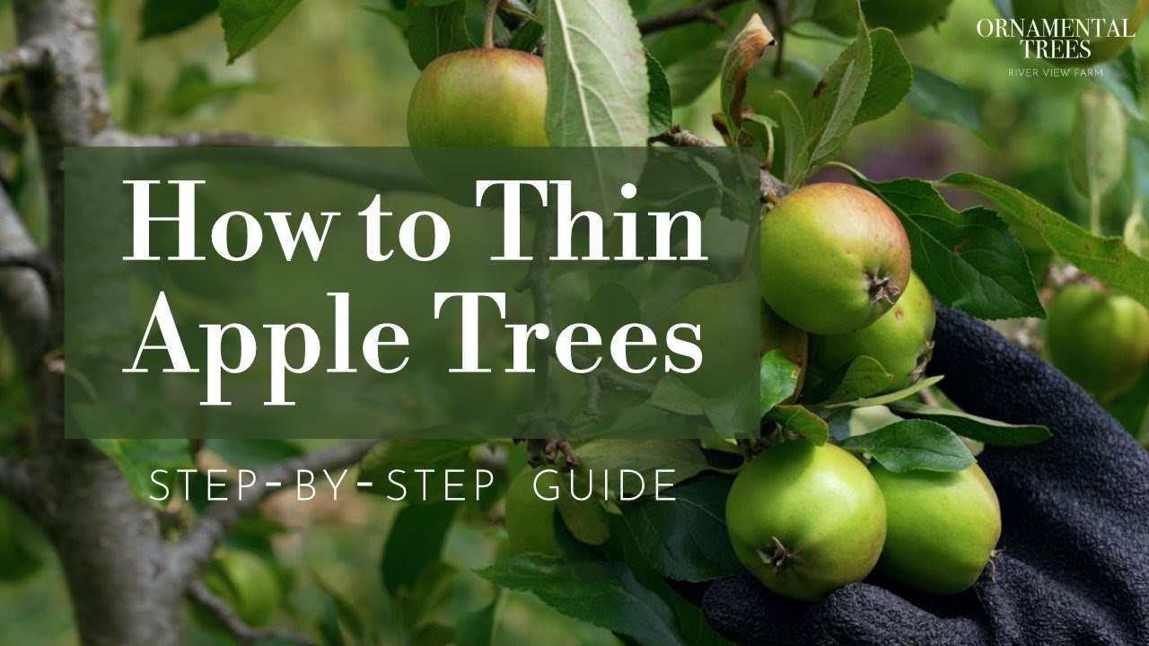 How to Thin Apple Trees (Step-by-Step Guide) | Tree 101 - YouTube