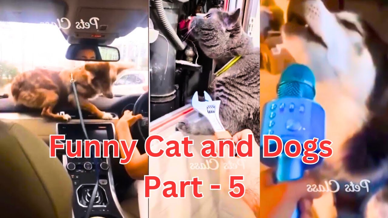 cat and dog funny part_5 | Cat funny videos for kids, Dog Comedy video ...