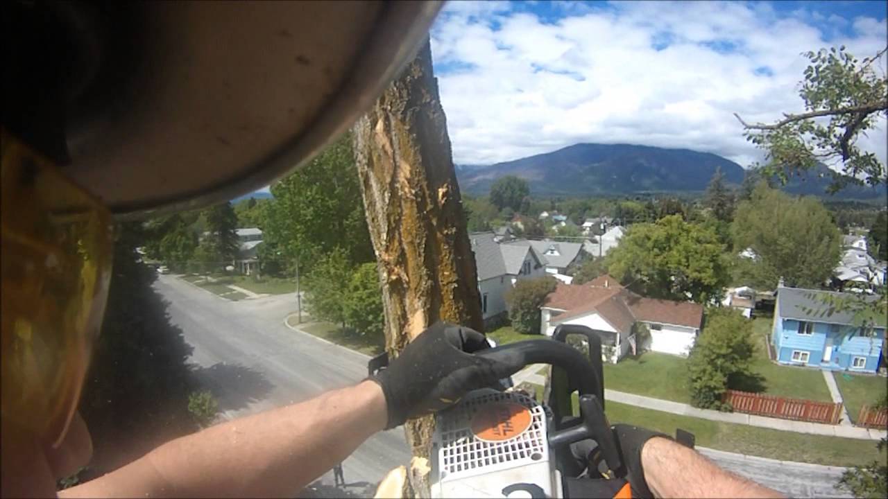 Power Pole, and Black Locust takedown - YouTube