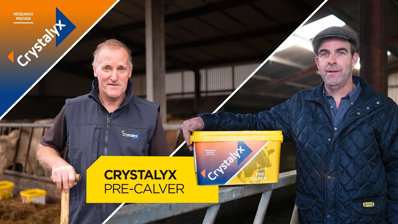 Crystalyx Pre-Calver - Don’t leave calving performance to chance this ...