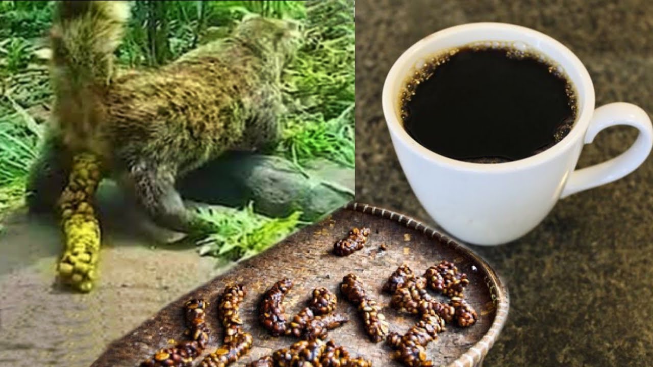How To Make World Most Expensive Coffee | Civet Coffee Farming | Kopi ...