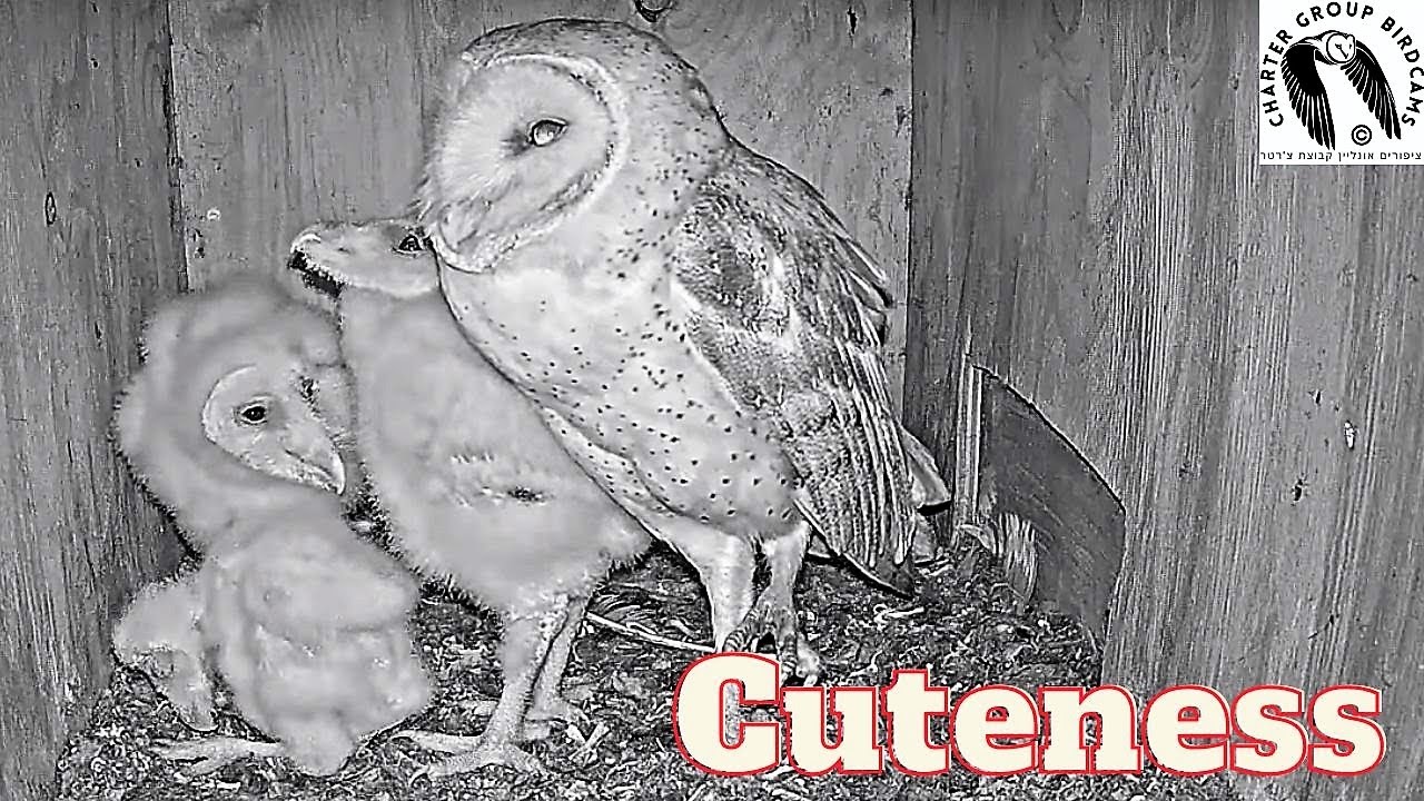 Cute Barn Owl Family: Watch Baby Owls Stand Tall Like Mom! - YouTube