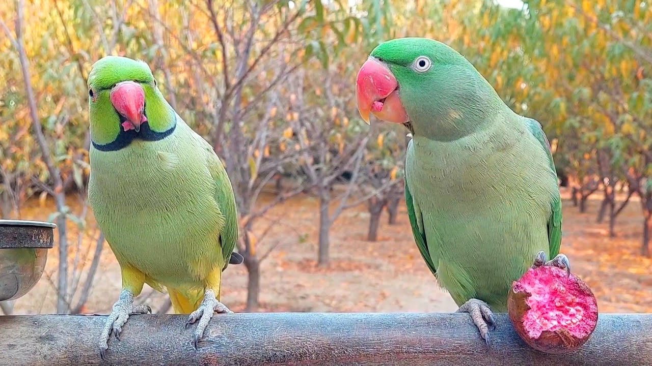 Alexandrine and Indian Ringneck Parrot Eating Black Guava - YouTube