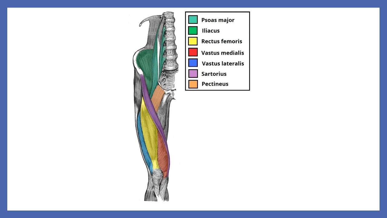 uyluğun ön ve medial bölümünde bulunan kaslar - YouTube