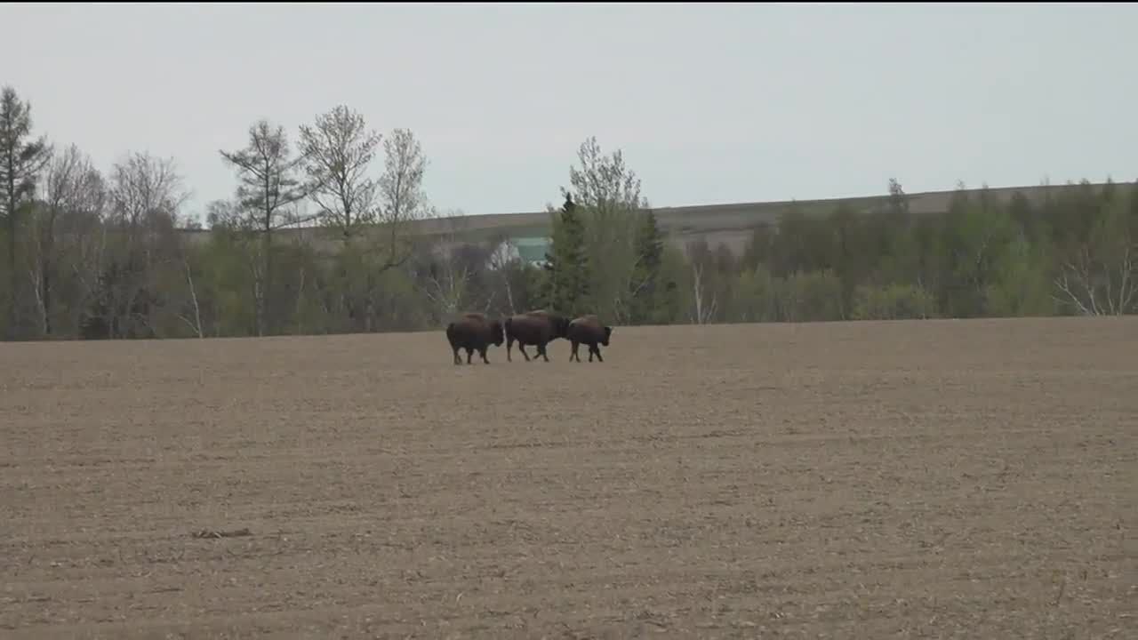 Runaway bison in Caribou put down - YouTube