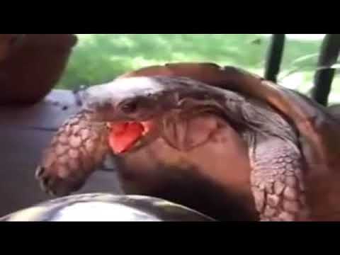 2 hours of a moaning turtle - YouTube