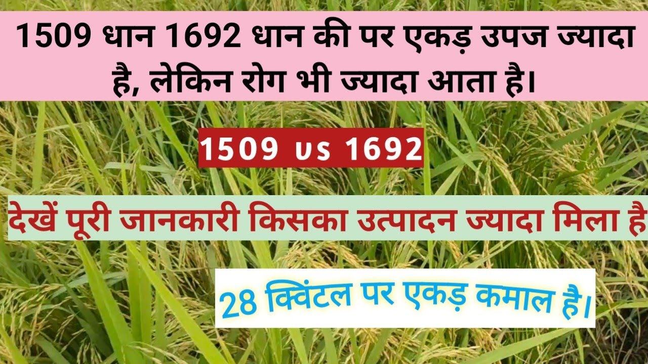 Pusa 1509 vs Pusa1692 कितने दिन में तैयार होता है? धान की किस्मों में ...