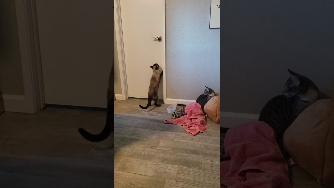 Robi cat opening door - YouTube