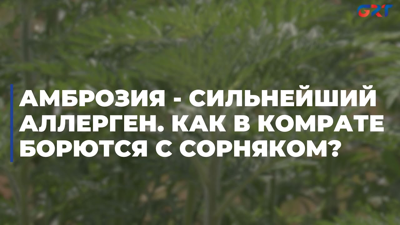 Амброзия - сильнейший аллерген. Как в Комрате борются с сорняком? - YouTube