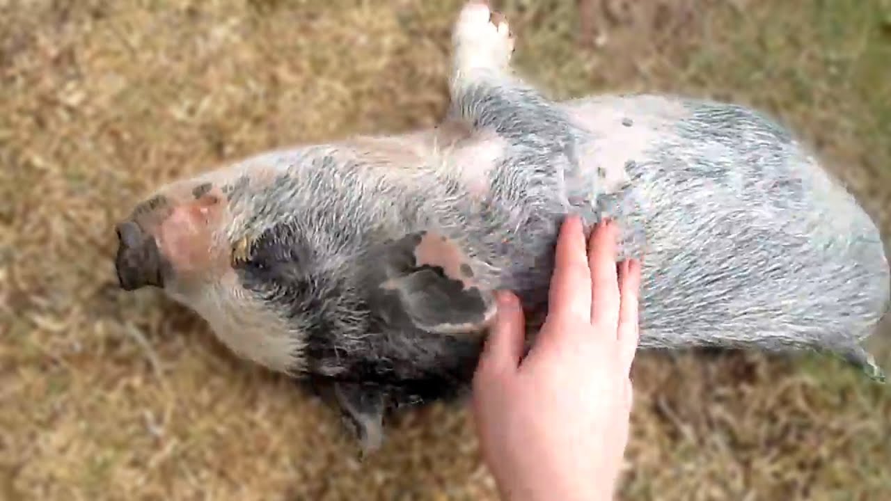 Scratch behind the ear makes mini pigs fall asleep - YouTube