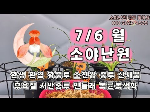 난초 소야난원 7/6 환생 환엽황중투 소천왕 중투 후육질 서반중투 민들래 복륜복색화 이벤트 산채품  #난초판매 #소야난원 #orchids