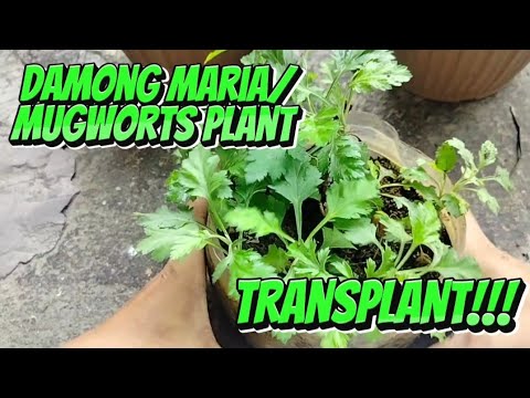 Damong Maria or Mugwort Plant Transplant. #plasticbottlecraft # ...