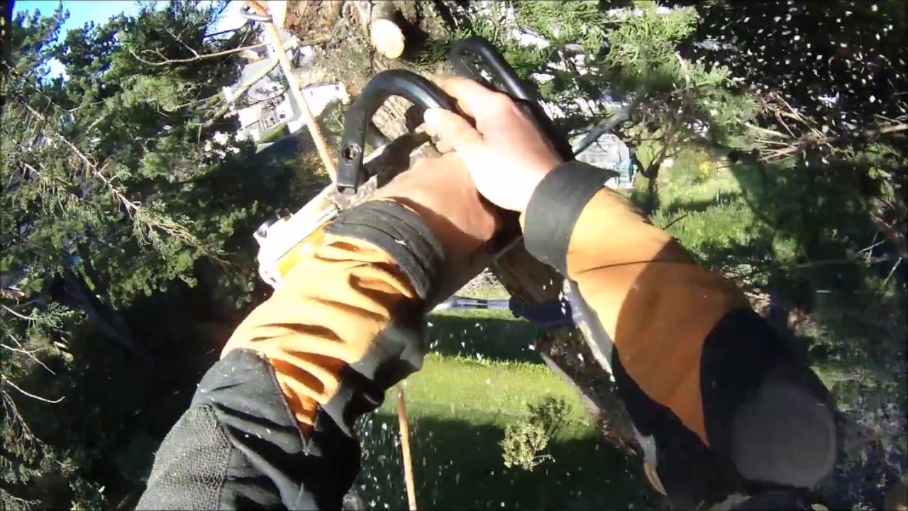 Murphys tree and garden service bangor - YouTube