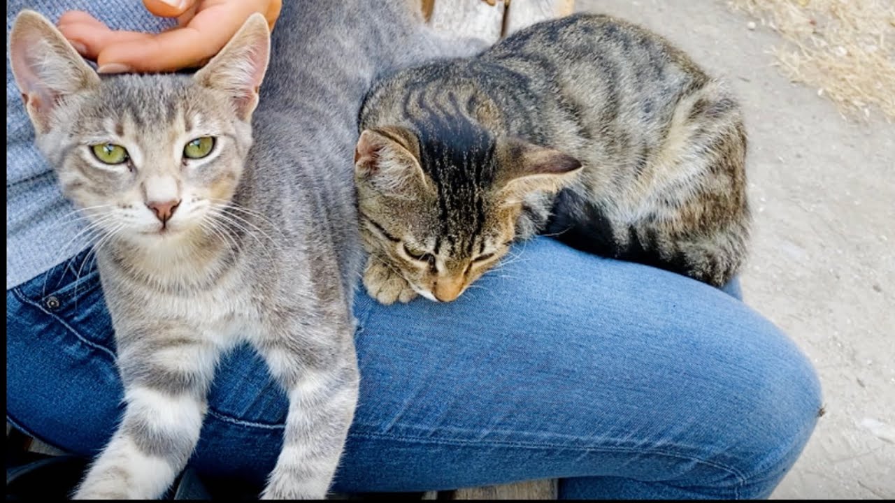 Multi-colored kittens living in a park in Istanbul - YouTube