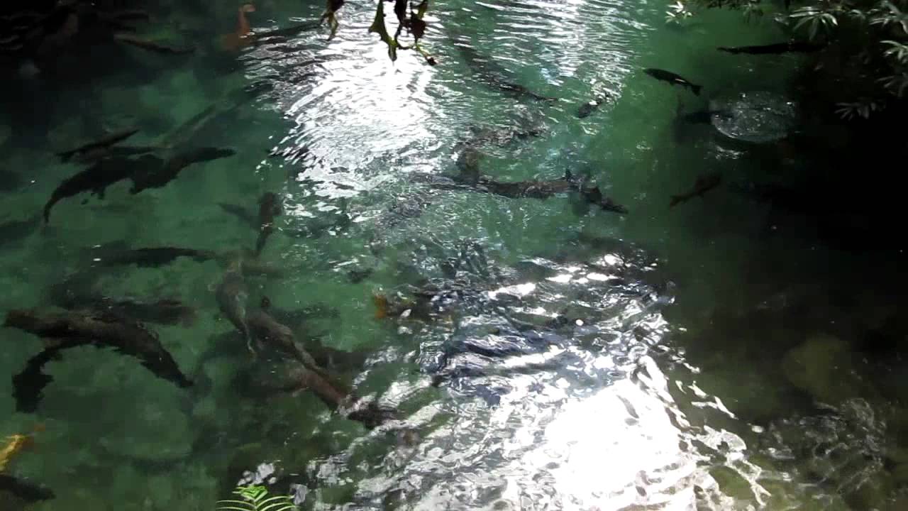 Huge Lucky Buddhist Temple Fish - outside Chiang Mai , Thailand - YouTube