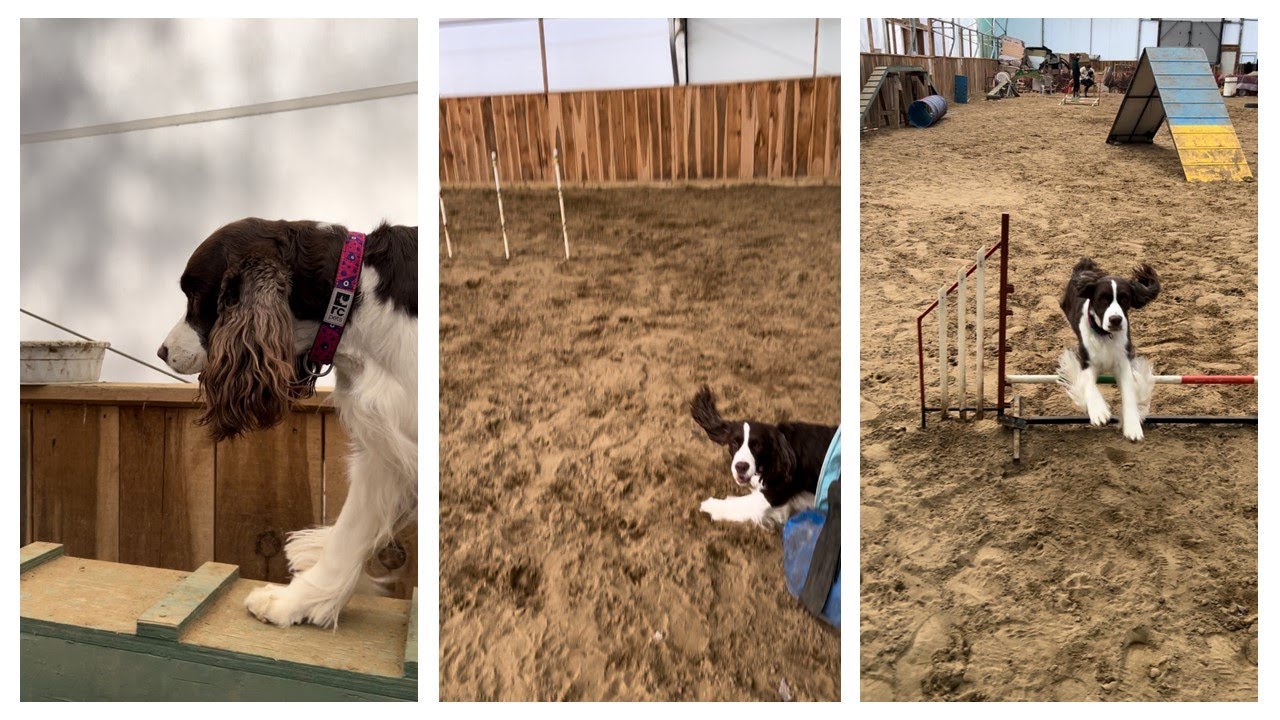 My Dog Tries Agility For The First Time| Ember The English Springer ...