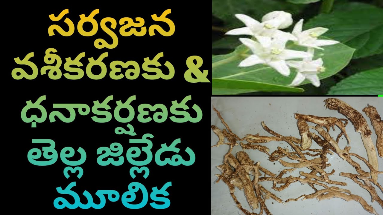 swetharka plant | swetharka plants | swetharka chettu | swetharka ...