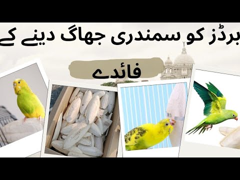 Sumandri Jhag ke Fayde| Cuttle Fish Bone Benefits - YouTube