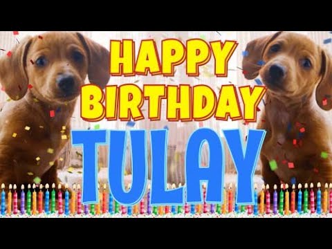 Happy Birthday Tulay! ( Funny Talking Dogs ) What Is Free On My Birthday