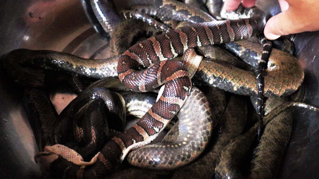 Yummy Snake Soup | Snake Soup Recipe - YouTube