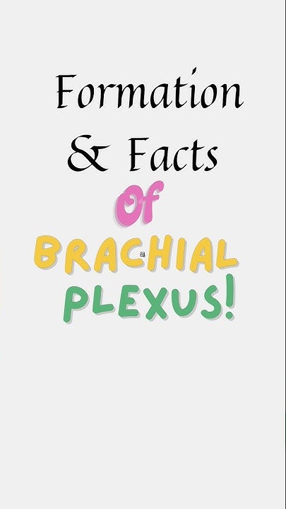 Brachial Plexus Grossanatomy Simplified Youtube