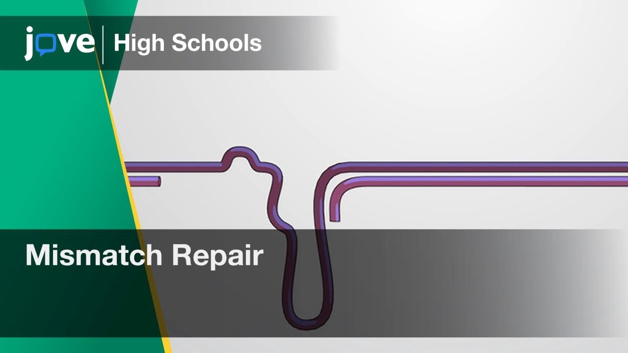 Mismatch Repair | Bio | Video Textbooks - Preview - YouTube