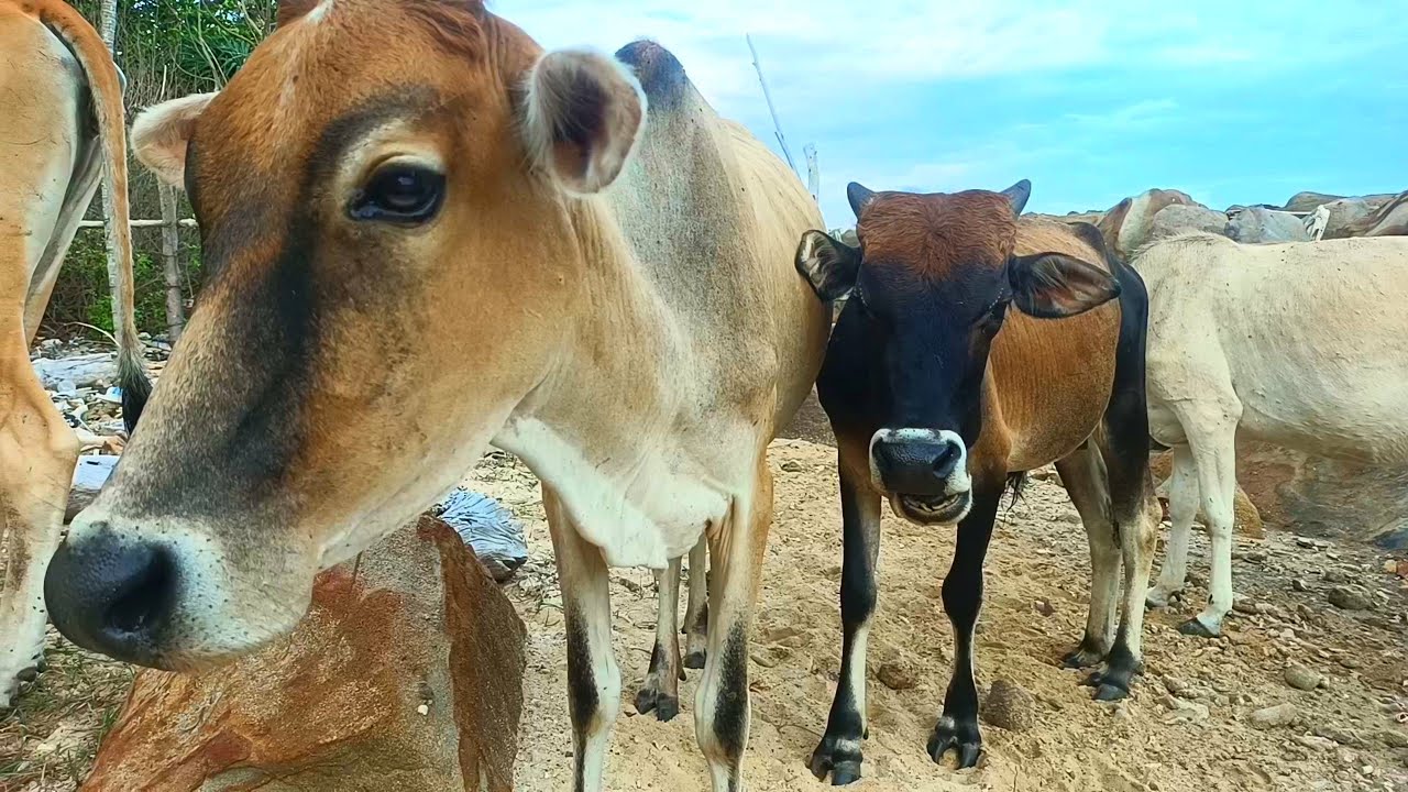 sapi sapi lucu lagi makan bareng,,,!!! - YouTube