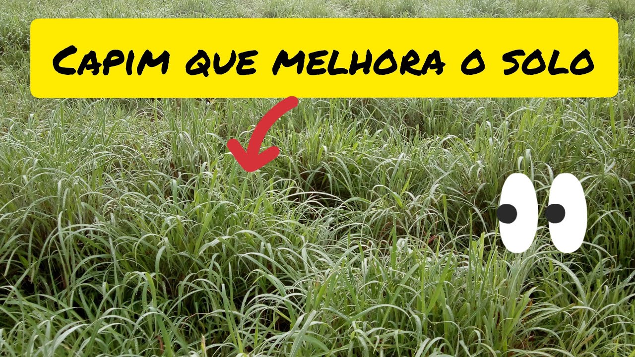 capim melhorando o solo pobre ( alta rebrota ) - YouTube