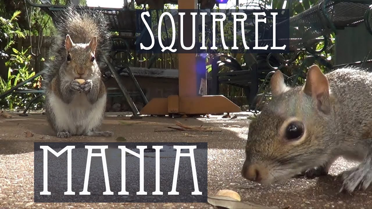 Squirrel Mania - YouTube