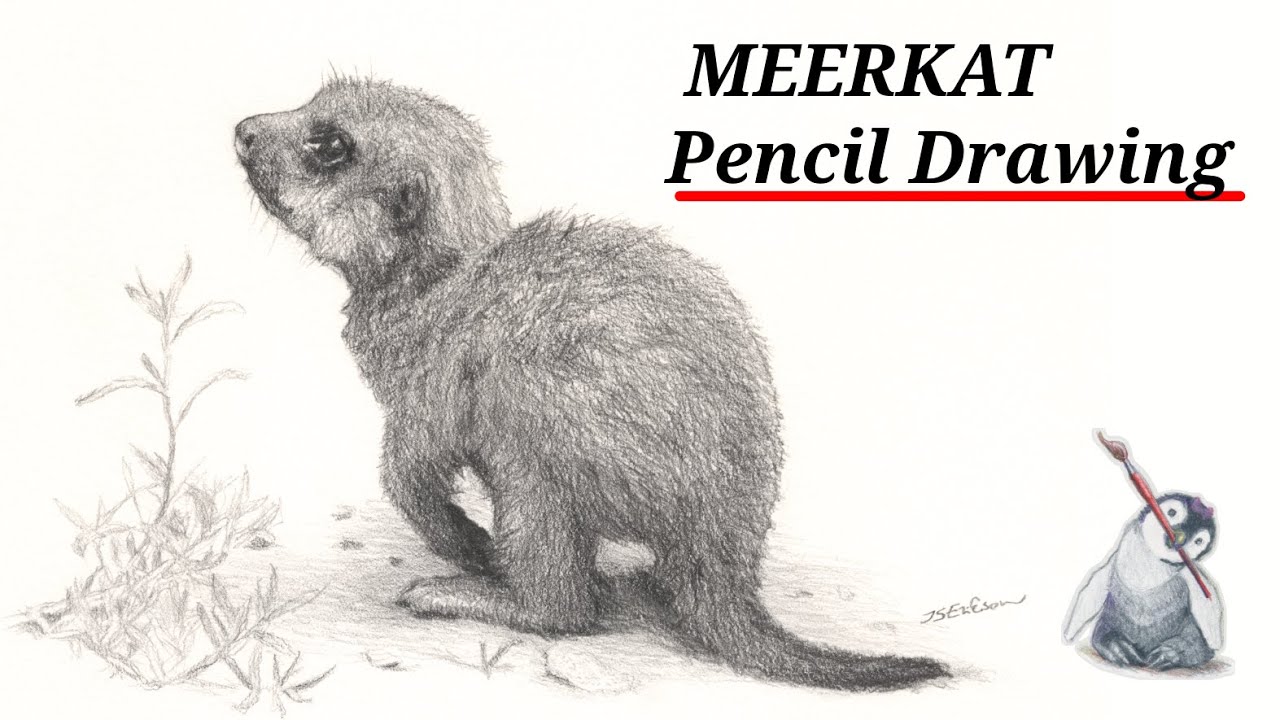 Mira the Meerkat - Pencil Drawing #meerkat #realisticdrawing # ...