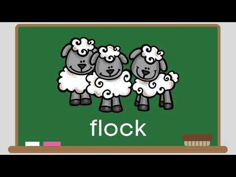 Word Family Ock, Phonics, Phonograms, Reading, Virtual School, Online ...