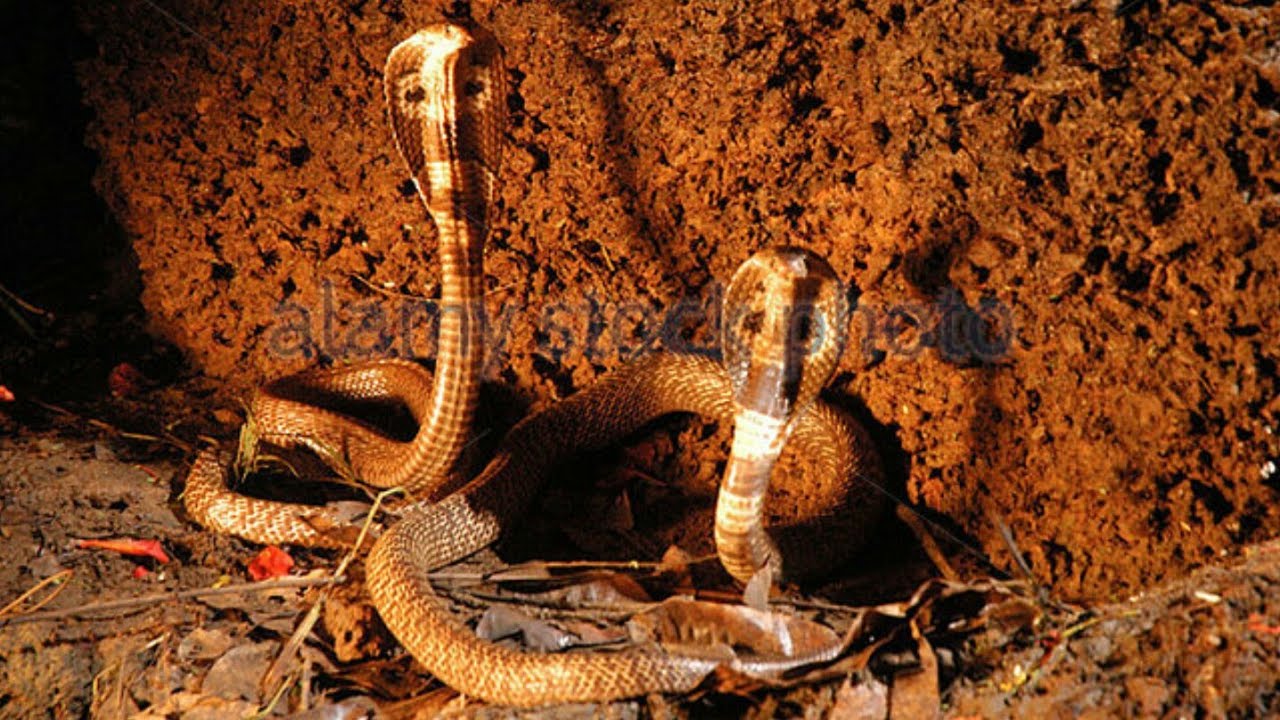 sarppakavu / നാഗപ്രീതിക്കായി സർപ്പക്കാവ് - YouTube