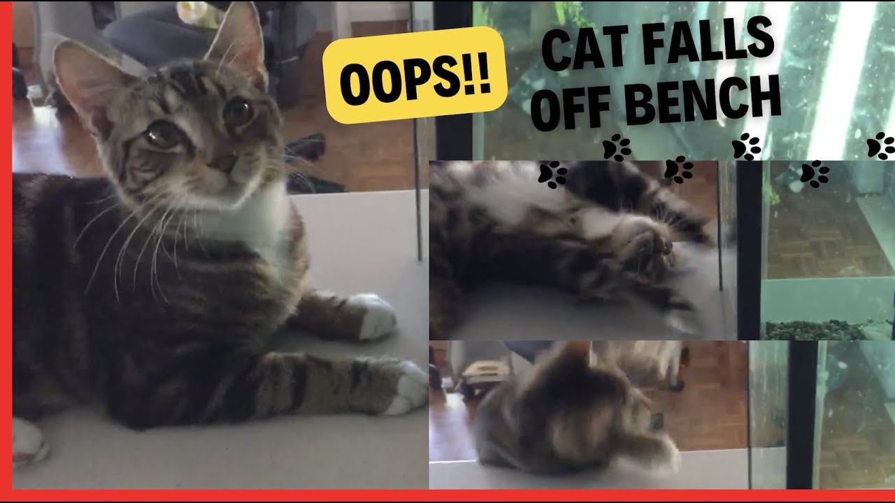 Cat falls off bench #catvideos - YouTube