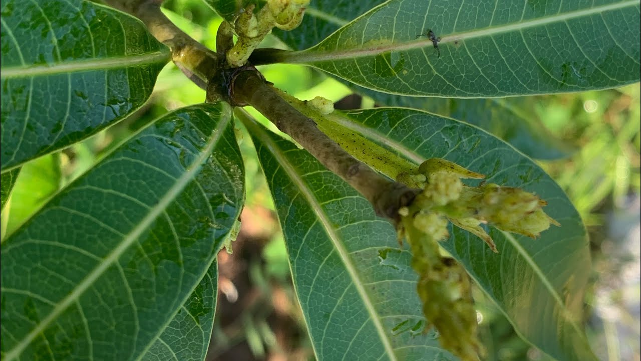 Dwarf Hawaiian mango flowering in November early season mango tree ...