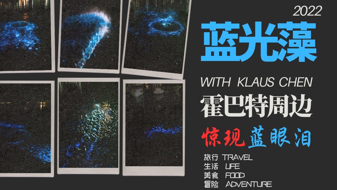 【澳洲蓝光藻 】澳洲惊现荧光藻蓝眼泪夜光藻（Noctiluca scintillans & Fluorescent algae in ...