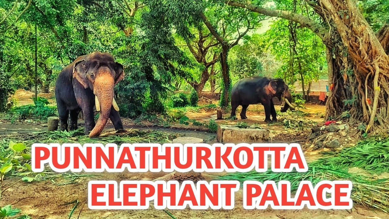 Elephant palace at Kerala! - YouTube