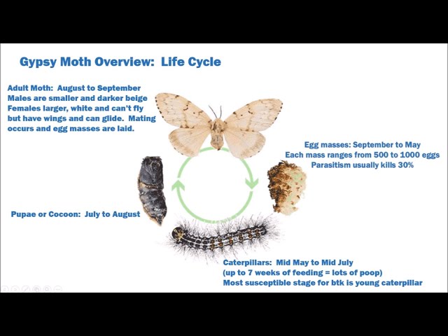 Gypsy Moth Life Cycle
