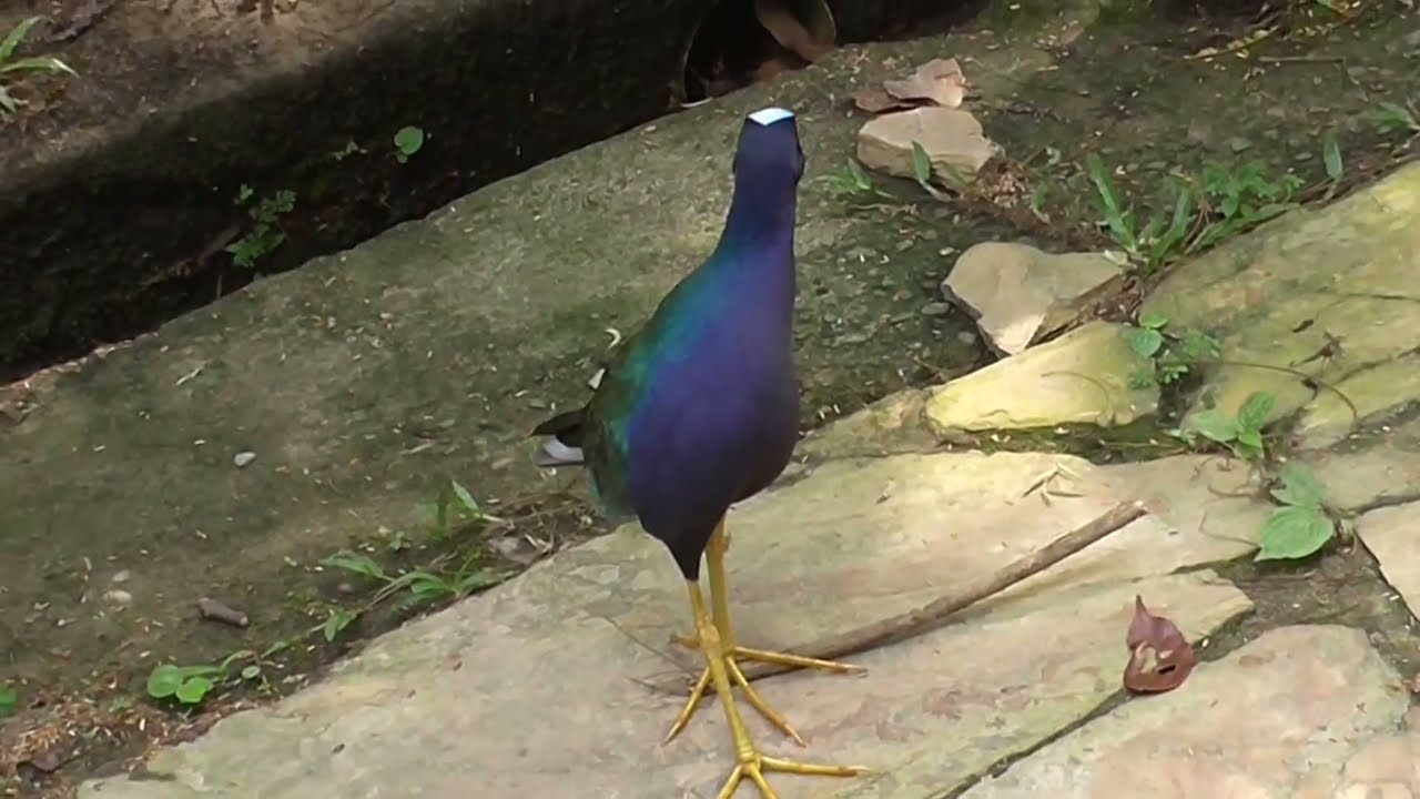 Tingua azul en el Bioparque los Ocarros Porphyrio martinica - YouTube