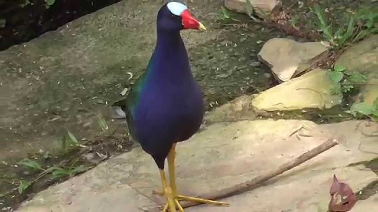Tingua azul en el Bioparque los Ocarros Porphyrio martinica - YouTube