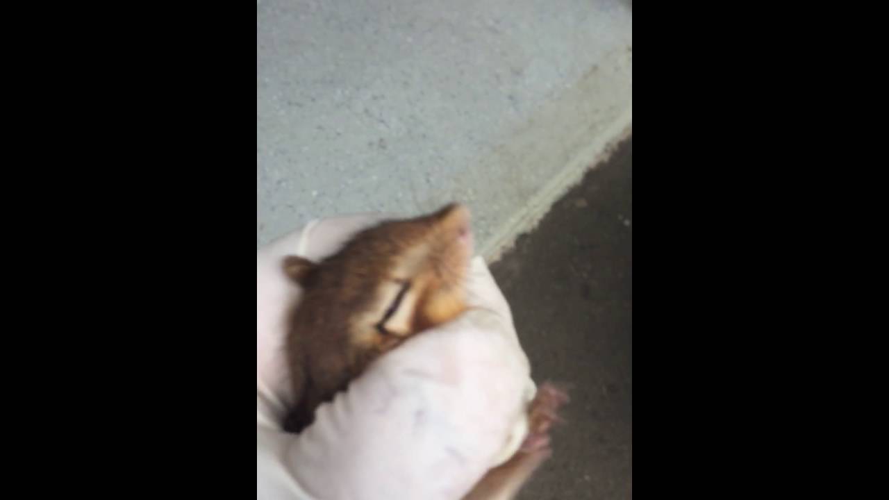 Chipmunk got stuck in garage - YouTube